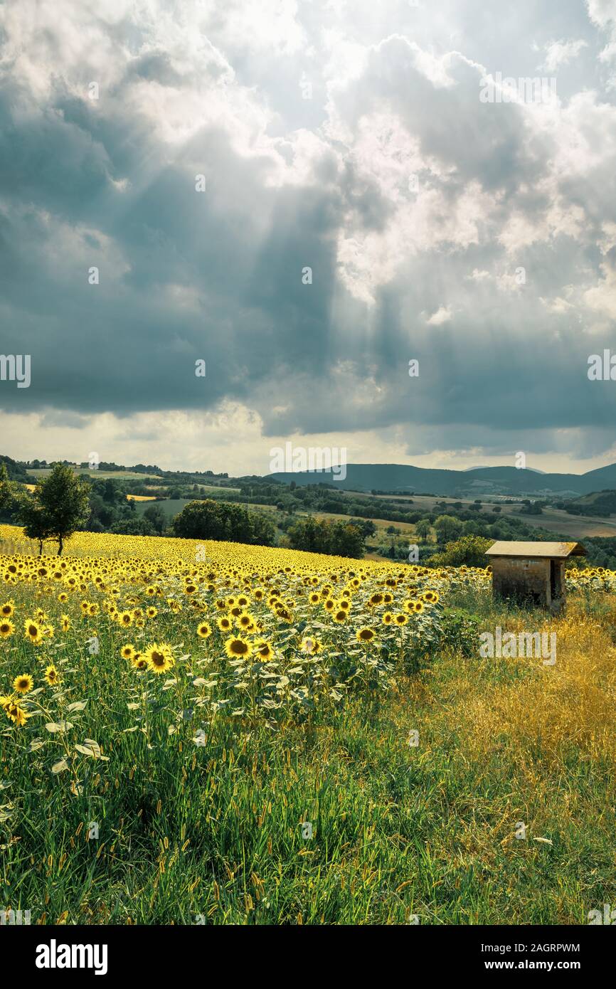 Beautiful rural landscape of countryside, meadows and cultivated fields ...