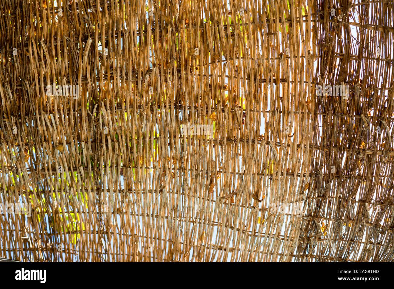 Brown cane stalk background. Background of dry stalks of cane Stock ...