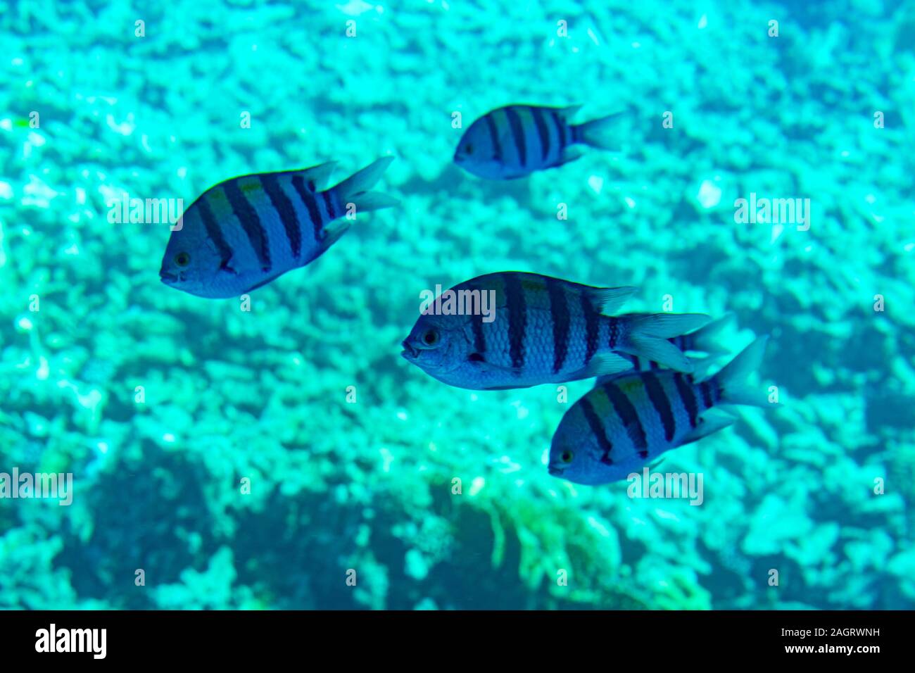Beautiful seabed background, gorgeous sea bottom through transparent ...