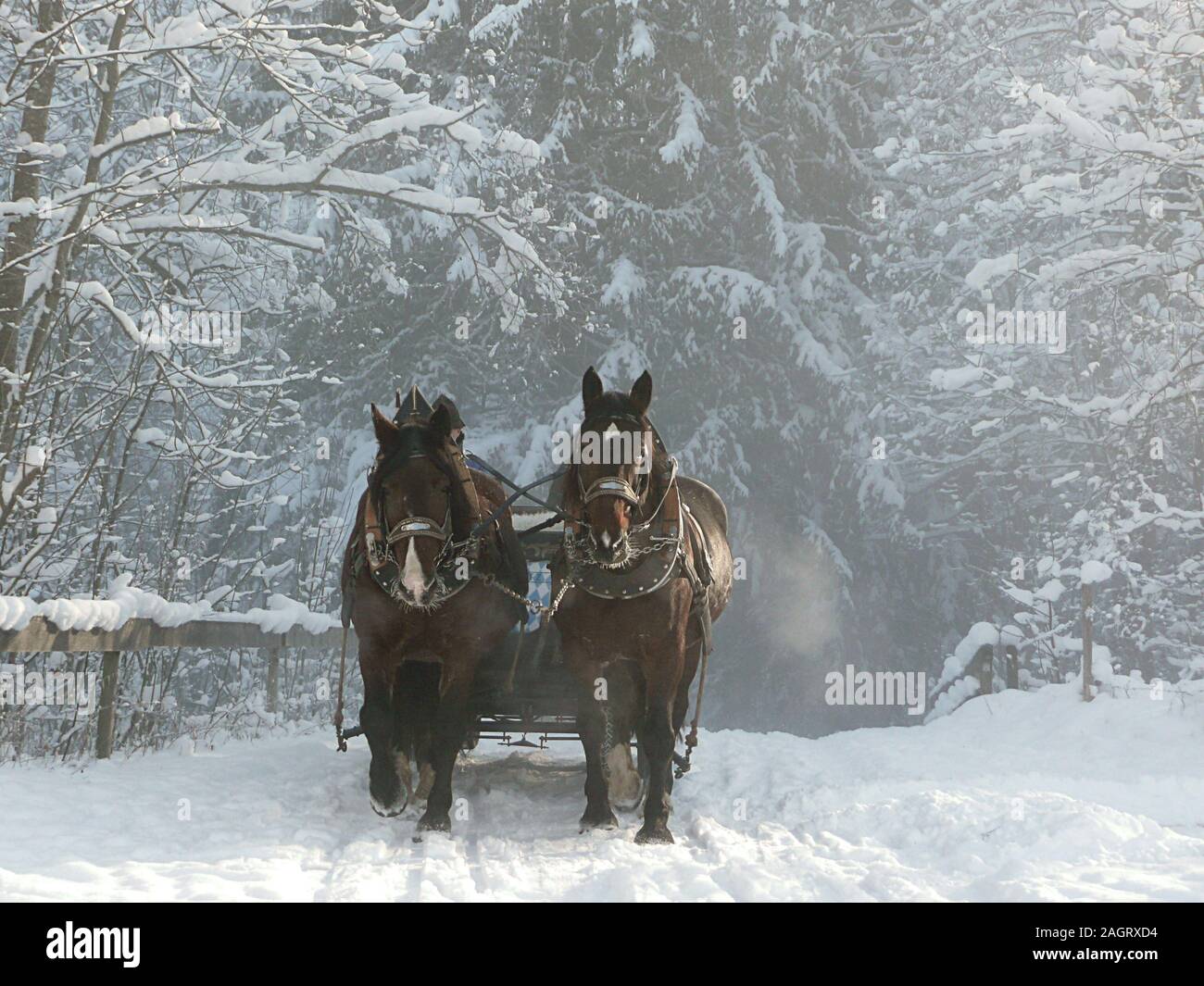 Sleigh ride in winter. Allgäu, the Alps, Germany Stock Photo - Alamy