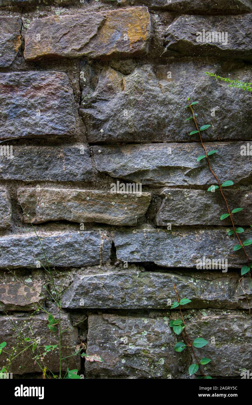 Weathered stone wall close up with climbing vine Stock Photo - Alamy