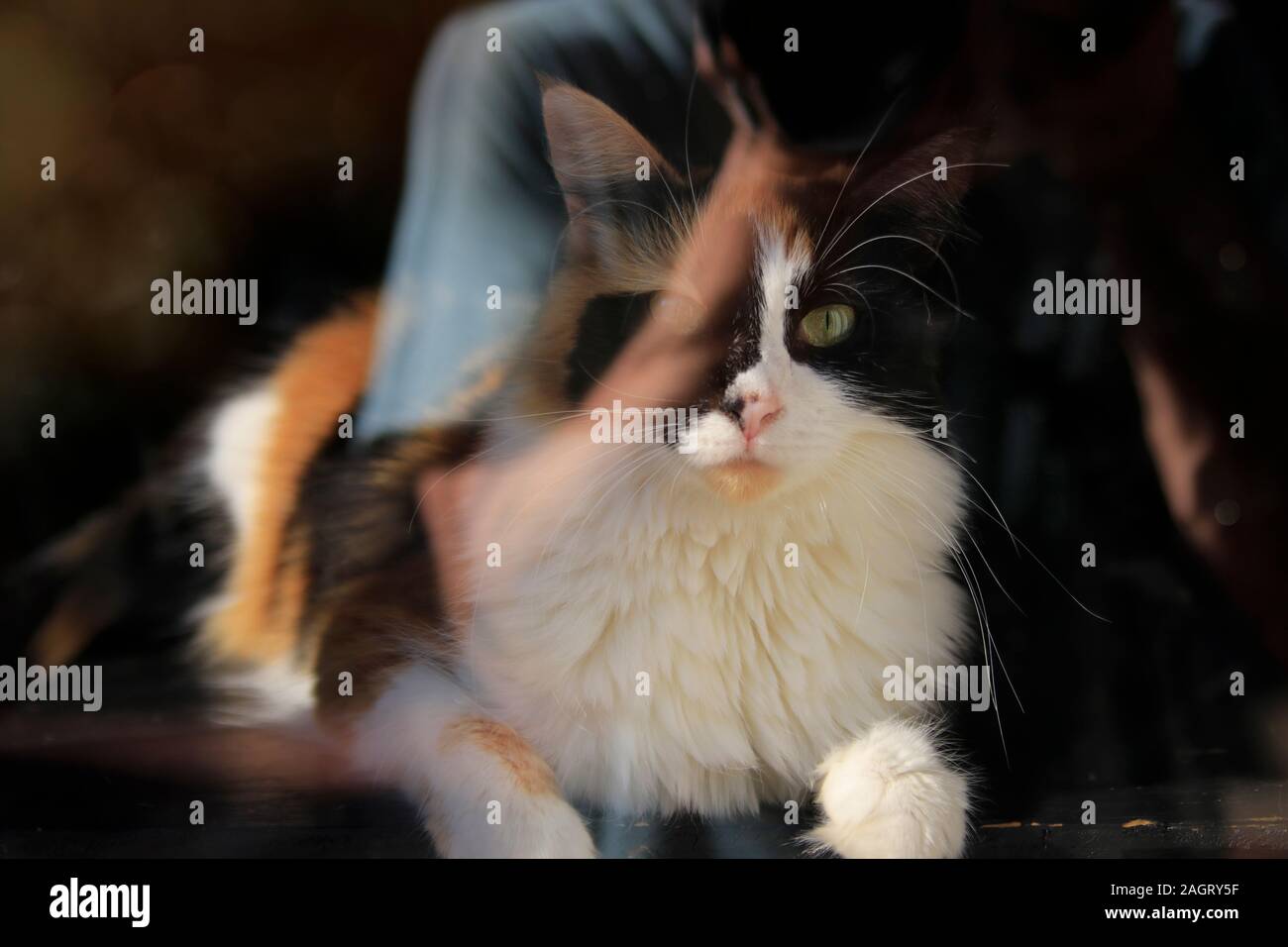 Cat looking through window wit reflection of photographer Stock Photo ...