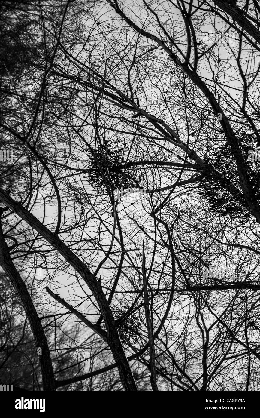 Christmas mistletoe branch isolated Black and White Stock Photos ...