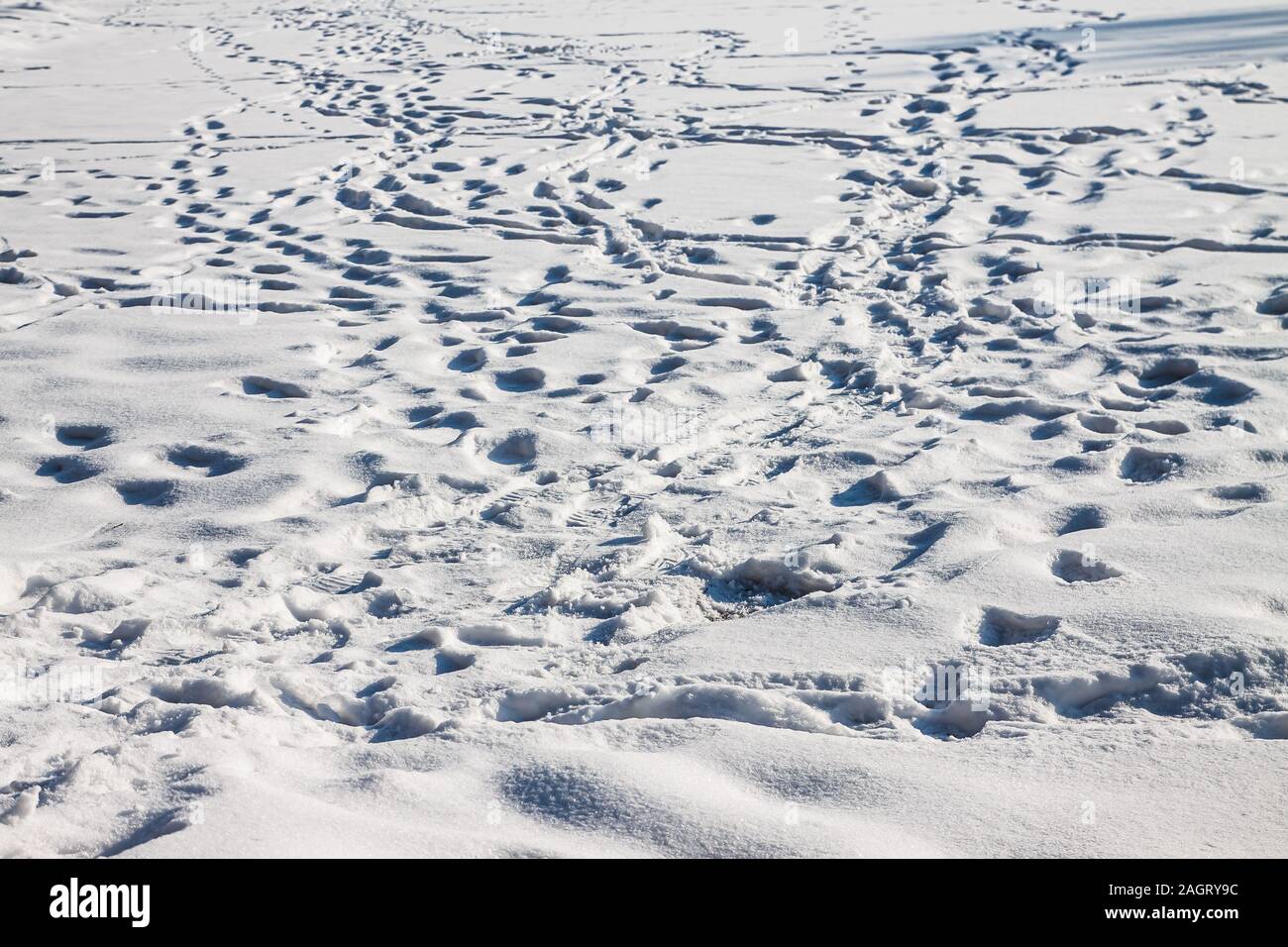 Landscape with many footprints in the snow, close-up, bottom view Stock ...