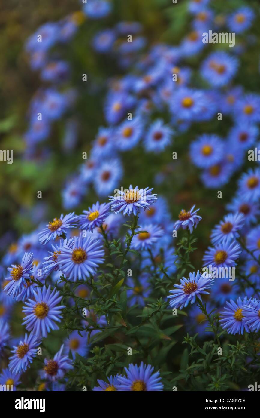 Field with blue daisies in the sunlight with copy space. Postcard ...