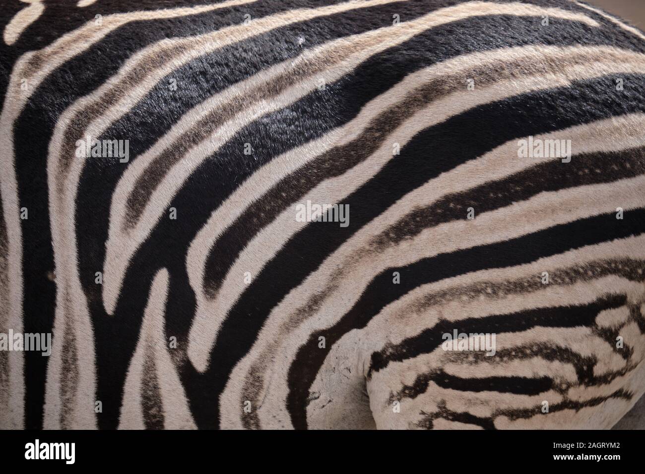 Close up of patterned stripes on the back of a Zebra. Focus on the body ...