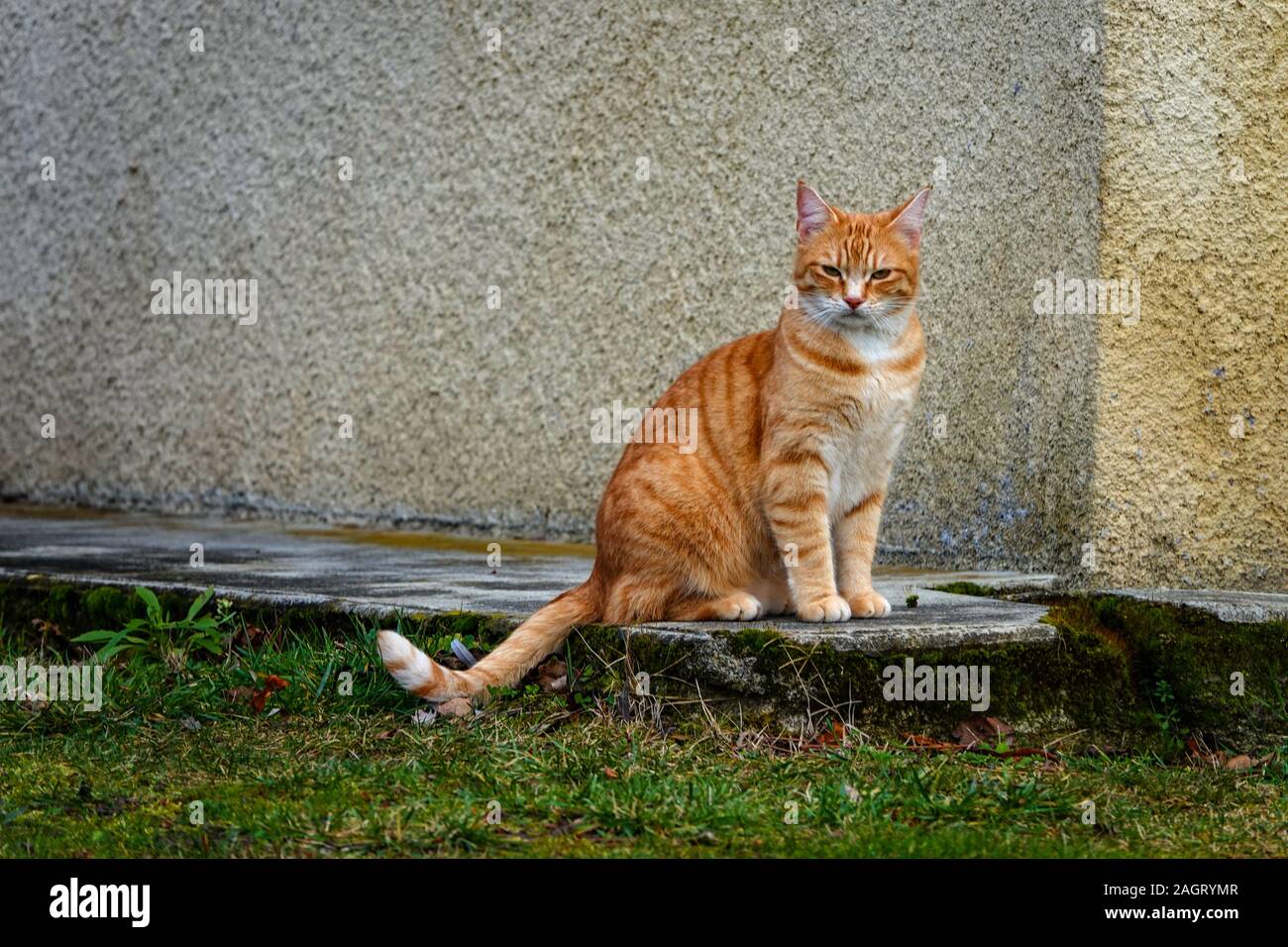 Ginger cat sitting hi-res stock photography and images - Alamy