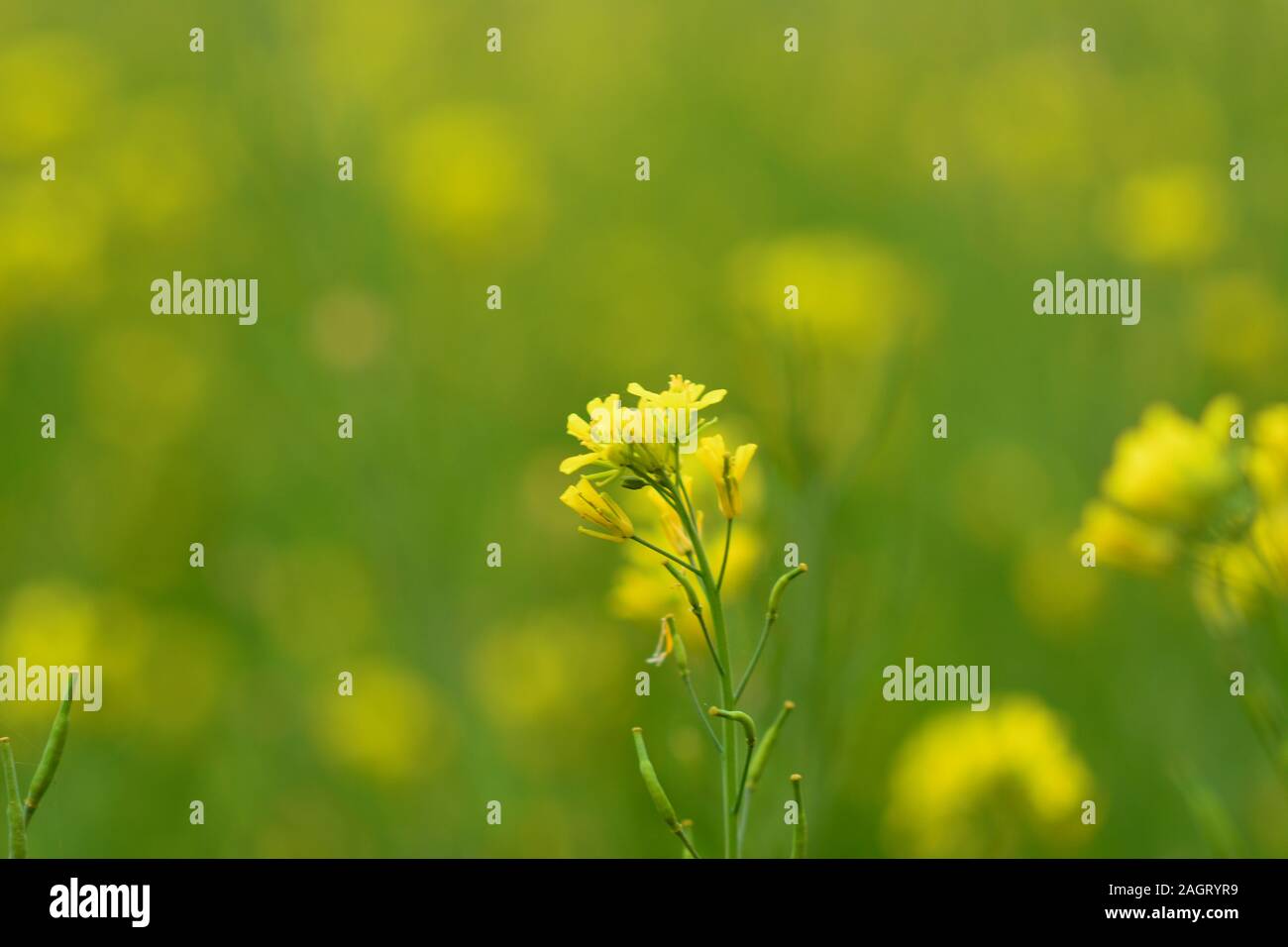 Black mustard flower hi-res stock photography and images - Alamy