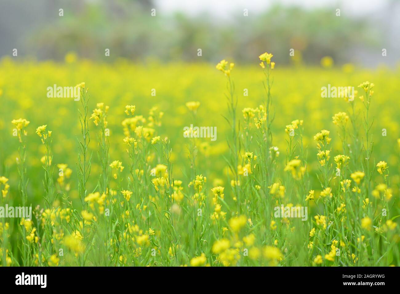 Mustard flower field is full blooming Stock Photo - Alamy