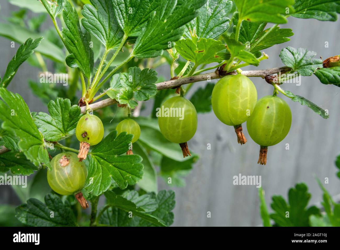Gardening of gooseberry hi-res stock photography and images - Alamy