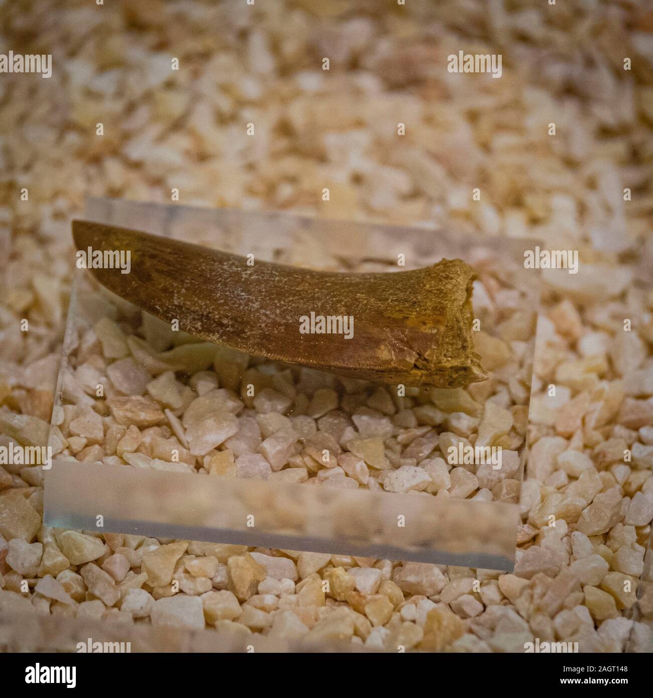 Periodo jurásico hi-res stock photography and images - Alamy