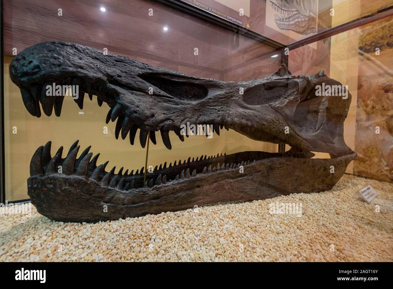 Baryonyx walkeri, replica de craneo completo, terópodo espinosáurido ...