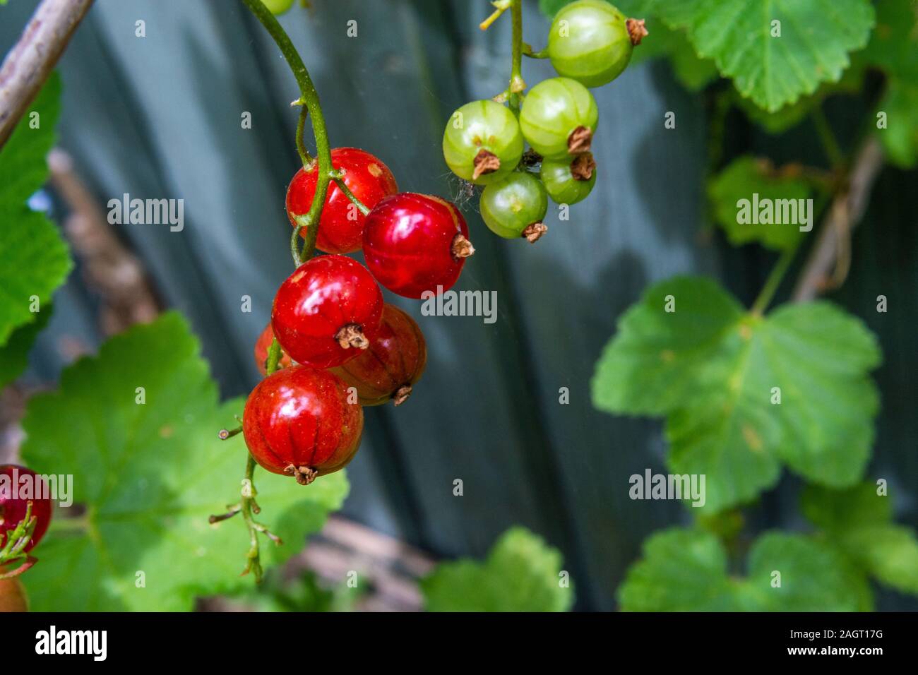 Backyard fruits garden hi-res stock photography and images - Alamy