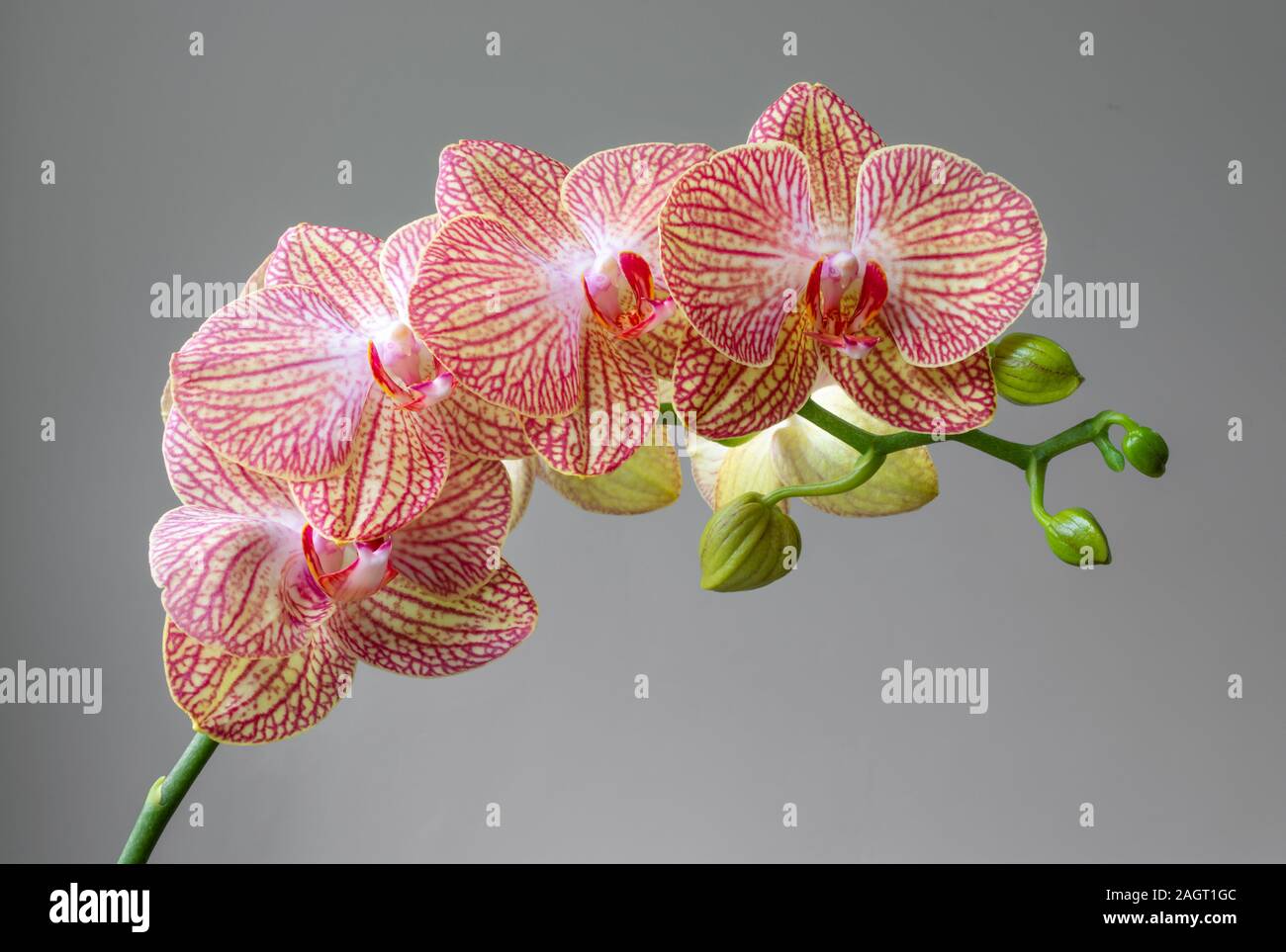 Lila flower hi-res stock photography and images - Alamy