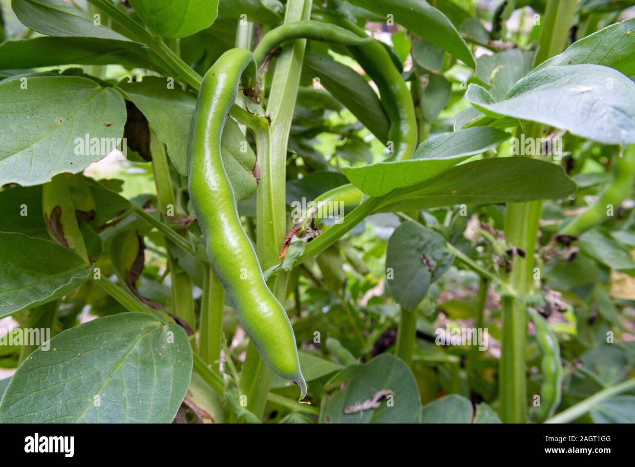 Bean recipe hi-res stock photography and images - Alamy