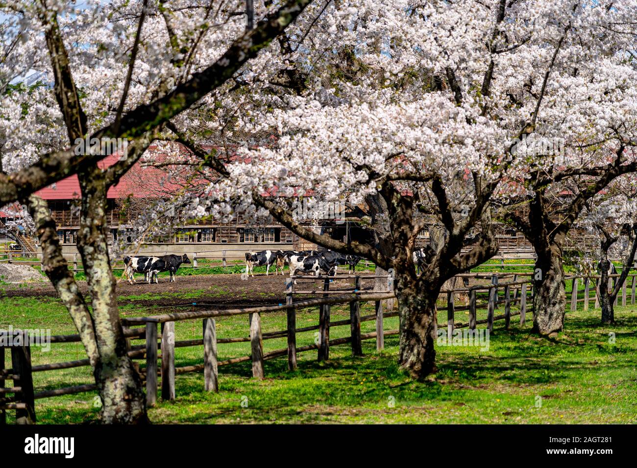 Cow grazing in green field with beauty full bloom sakura flowers in ...