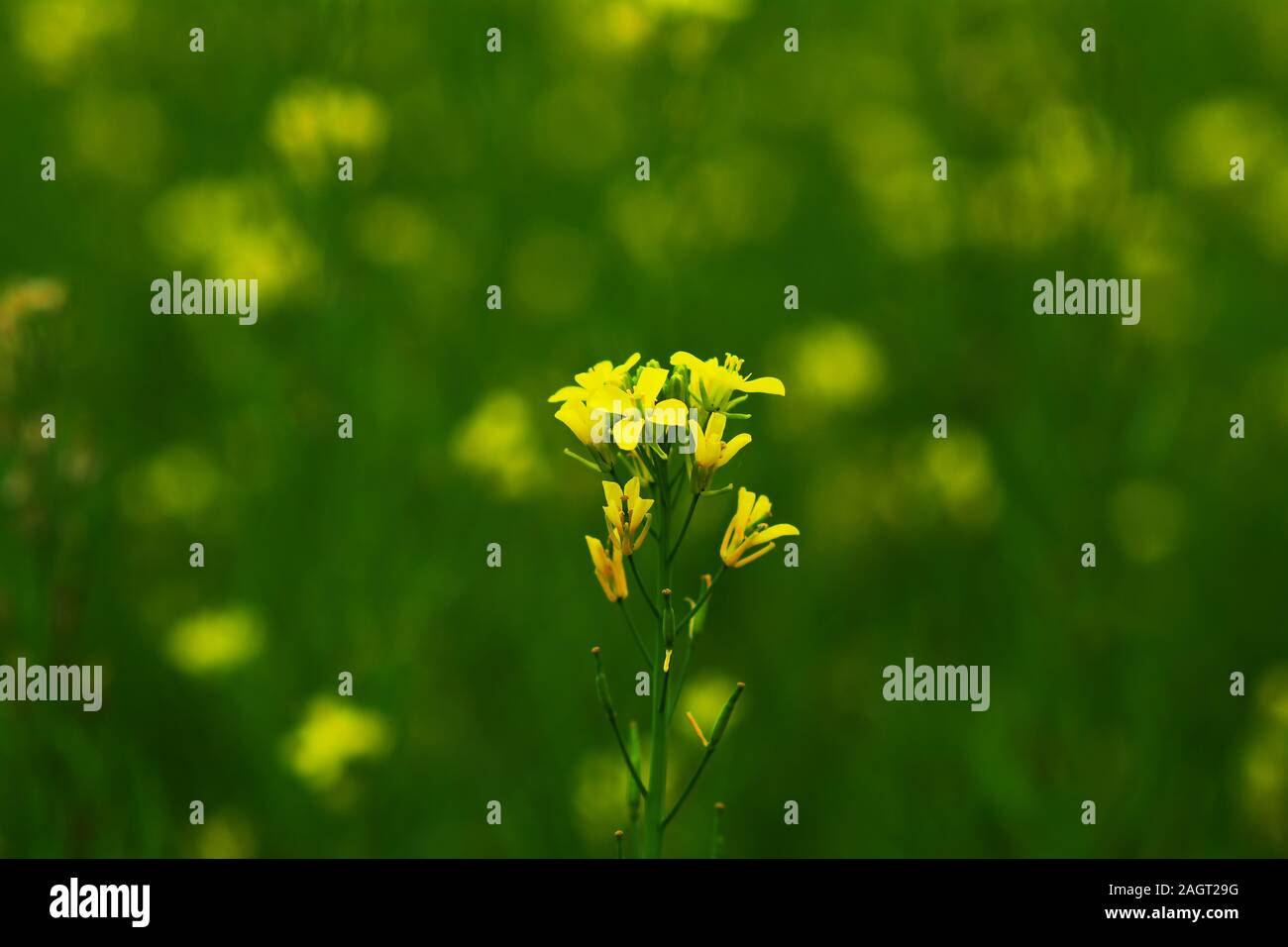 Mustard flower field is full blooming Stock Photo - Alamy