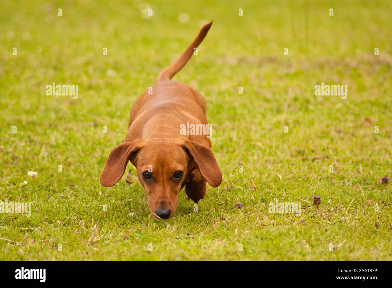 The wonderful breed of the Miniature Dachshund, dog Stock Photo - Alamy