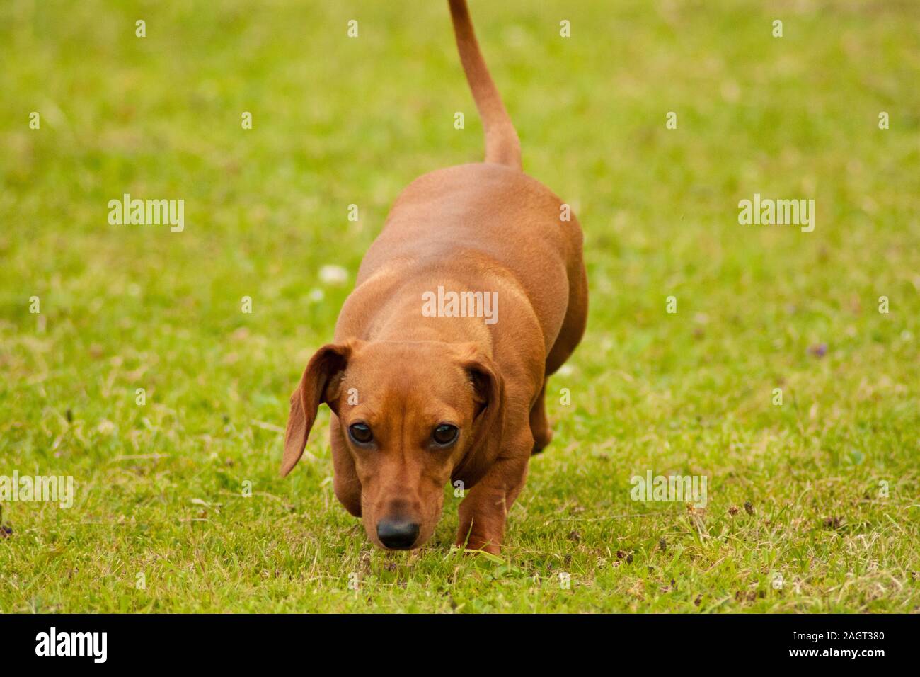 The wonderful breed of the Miniature Dachshund, dog Stock Photo - Alamy