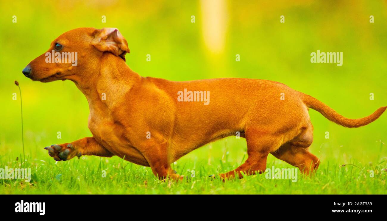 The wonderful breed of the Miniature Dachshund, dog Stock Photo - Alamy