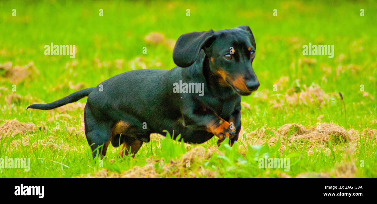 The wonderful breed of the Miniature Dachshund, dog Stock Photo - Alamy