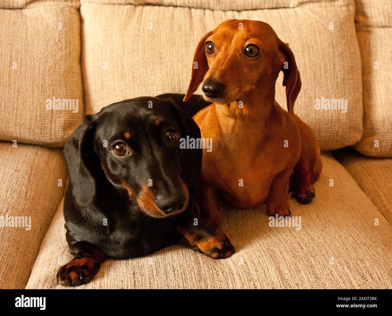 The wonderful breed of the Miniature Dachshund, dog Stock Photo - Alamy