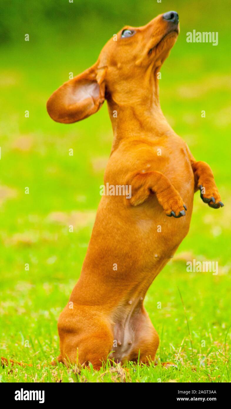 Miniature dachshund training hi-res stock photography and images - Alamy