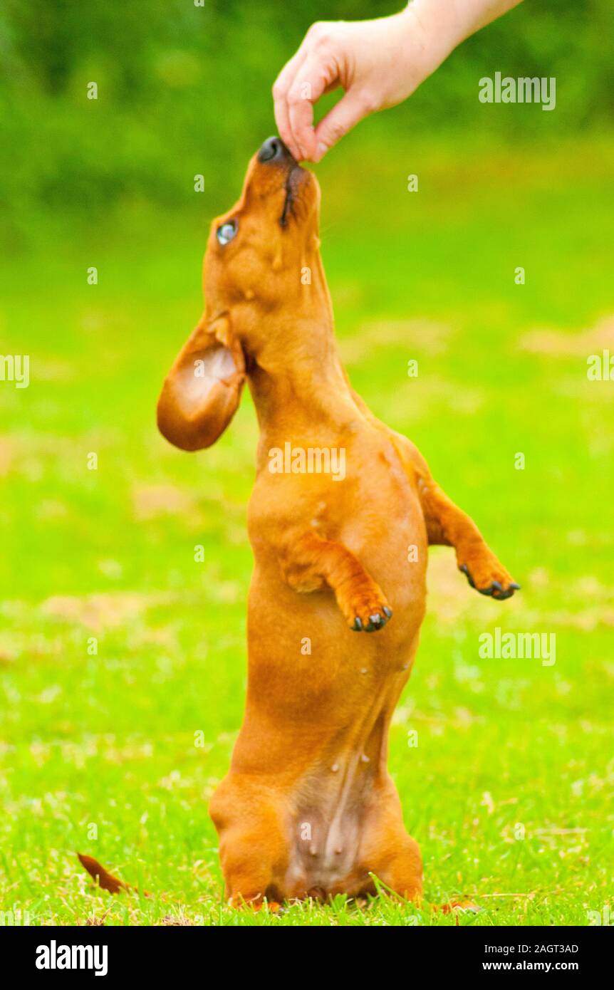 A Miniature Dachshund training Stock Photo - Alamy
