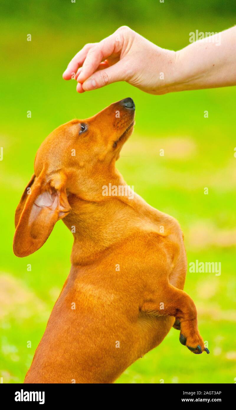 A Miniature Dachshund training Stock Photo - Alamy