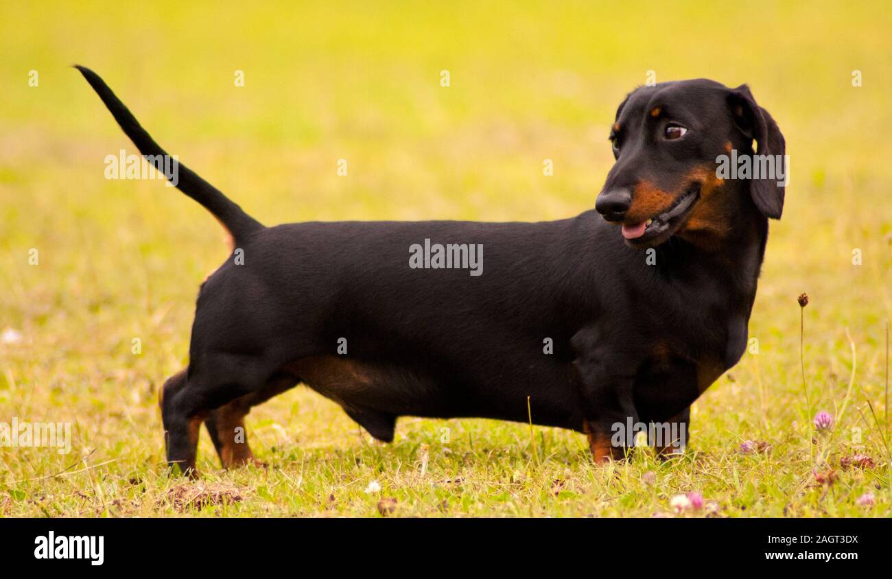 The wonderful breed of the Miniature Dachshund, dog Stock Photo - Alamy