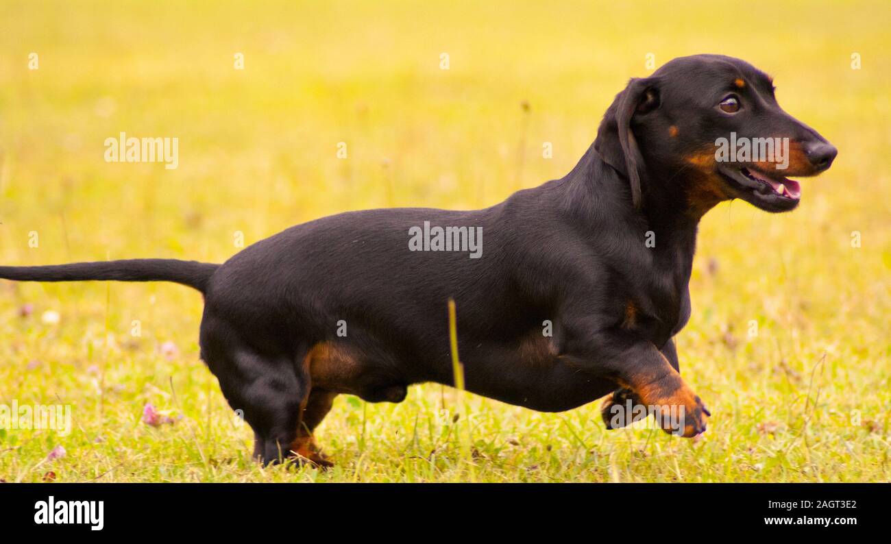 The wonderful breed of the Miniature Dachshund, dog Stock Photo - Alamy