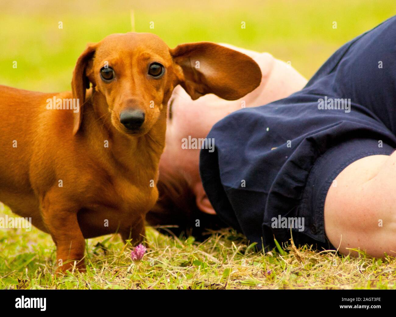 The wonderful breed of the Miniature Dachshund, dog Stock Photo - Alamy