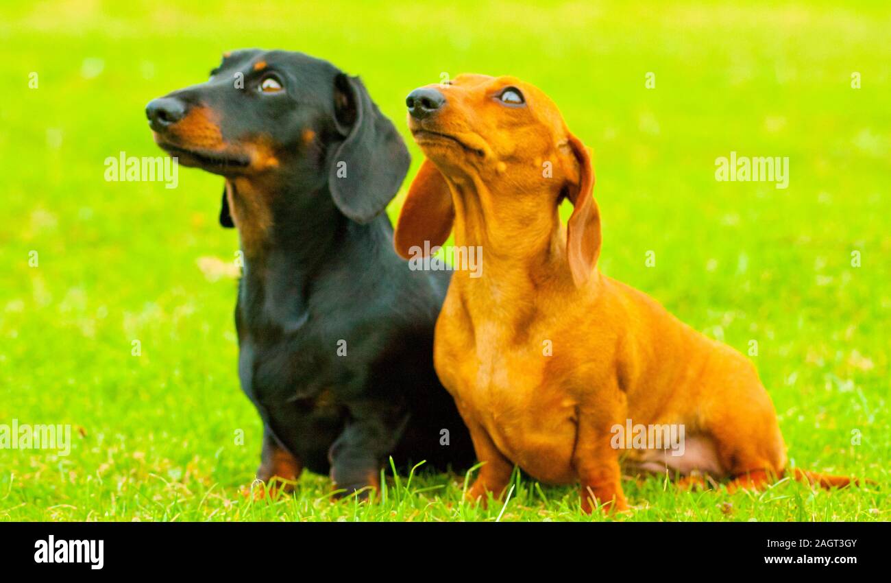 The wonderful breed of the Miniature Dachshund, dog Stock Photo - Alamy