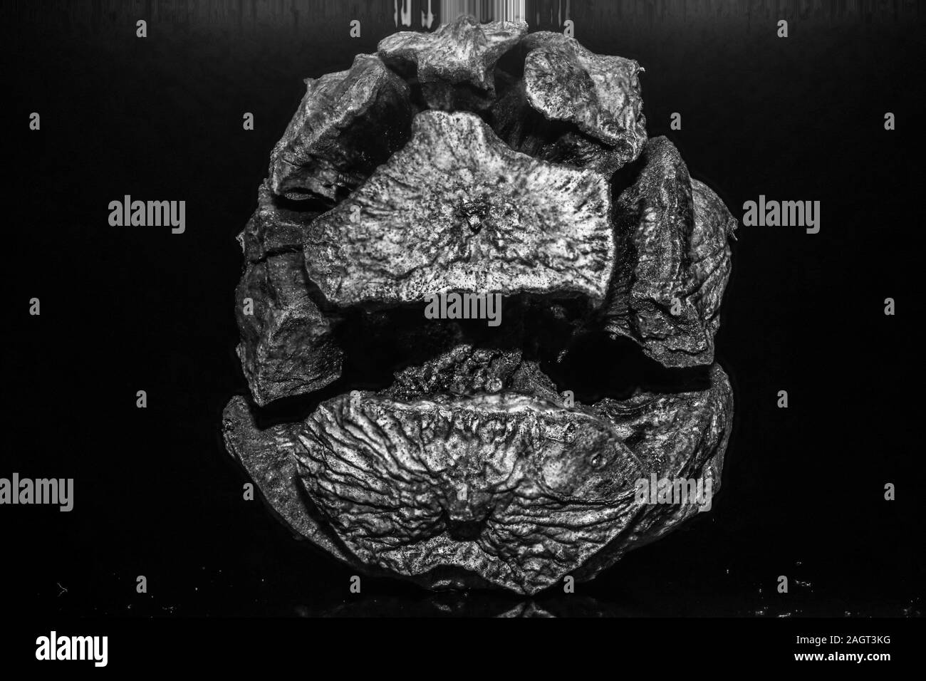 From seed to tree Black and White Stock Photos & Images - Alamy