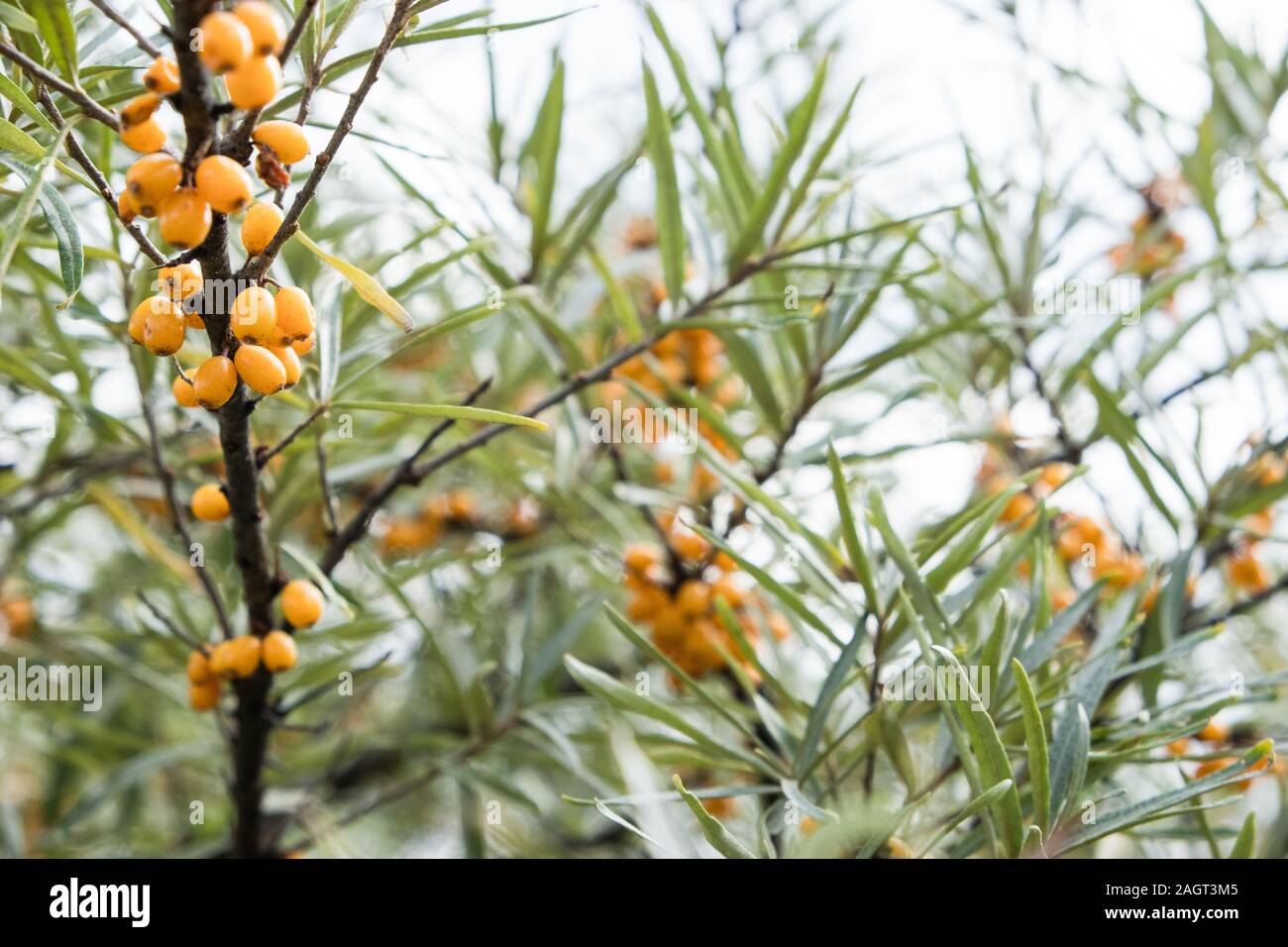 Sea-buckthorn on the tree. Sea Buckthorn plants are incredibly ...