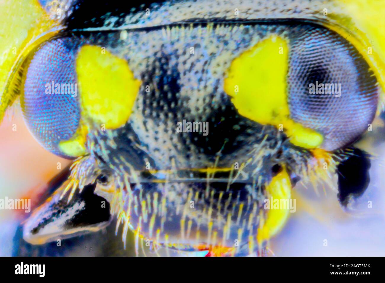 A very closeup photo taken of a tiny common Ladybird Stock Photo - Alamy