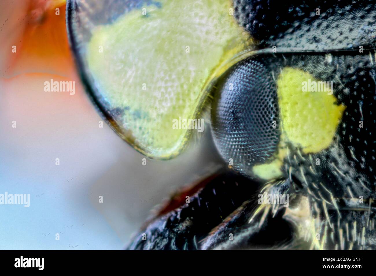 A very closeup photo taken of a tiny common Ladybird Stock Photo - Alamy
