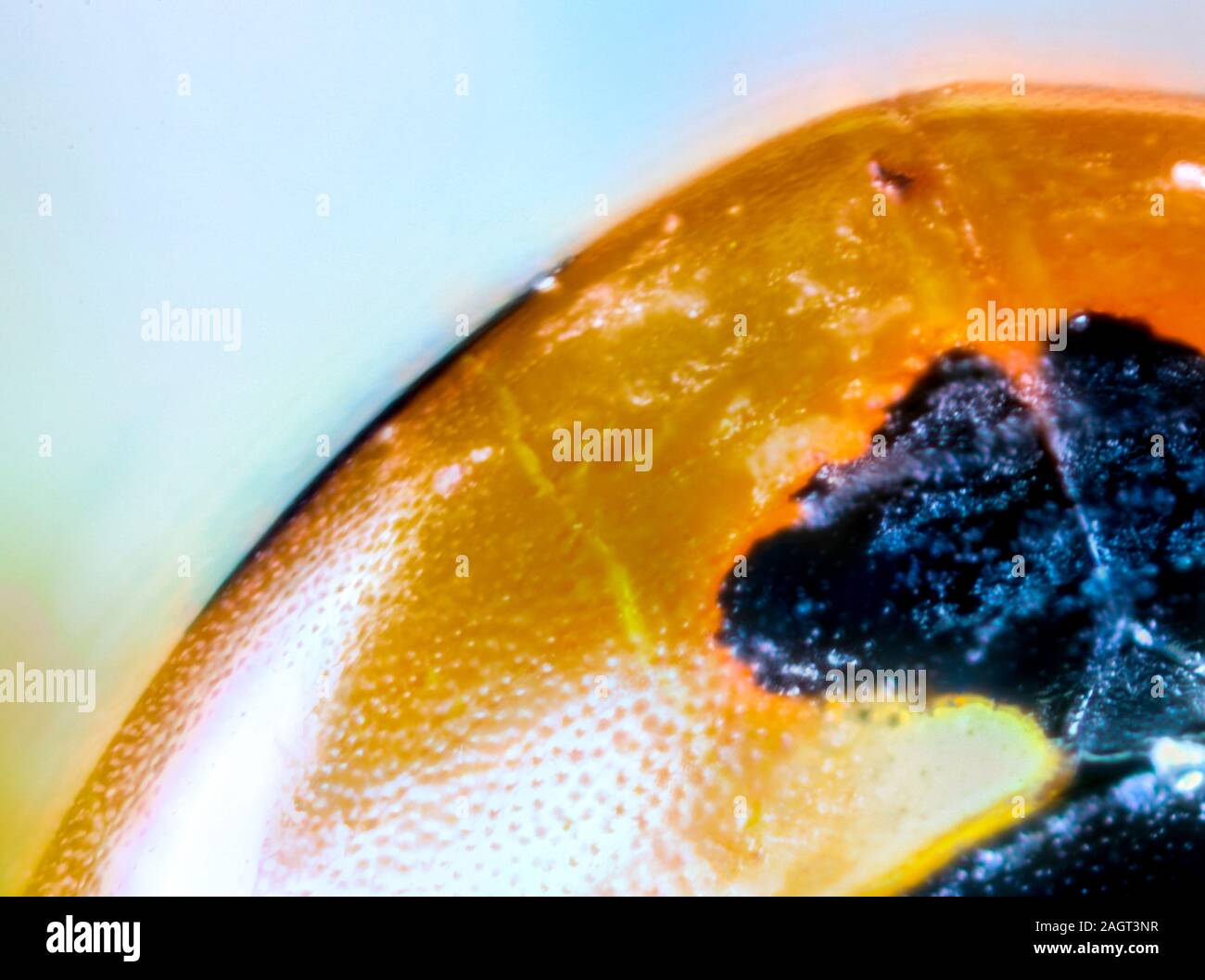 A very closeup photo taken of a tiny common Ladybird Stock Photo - Alamy