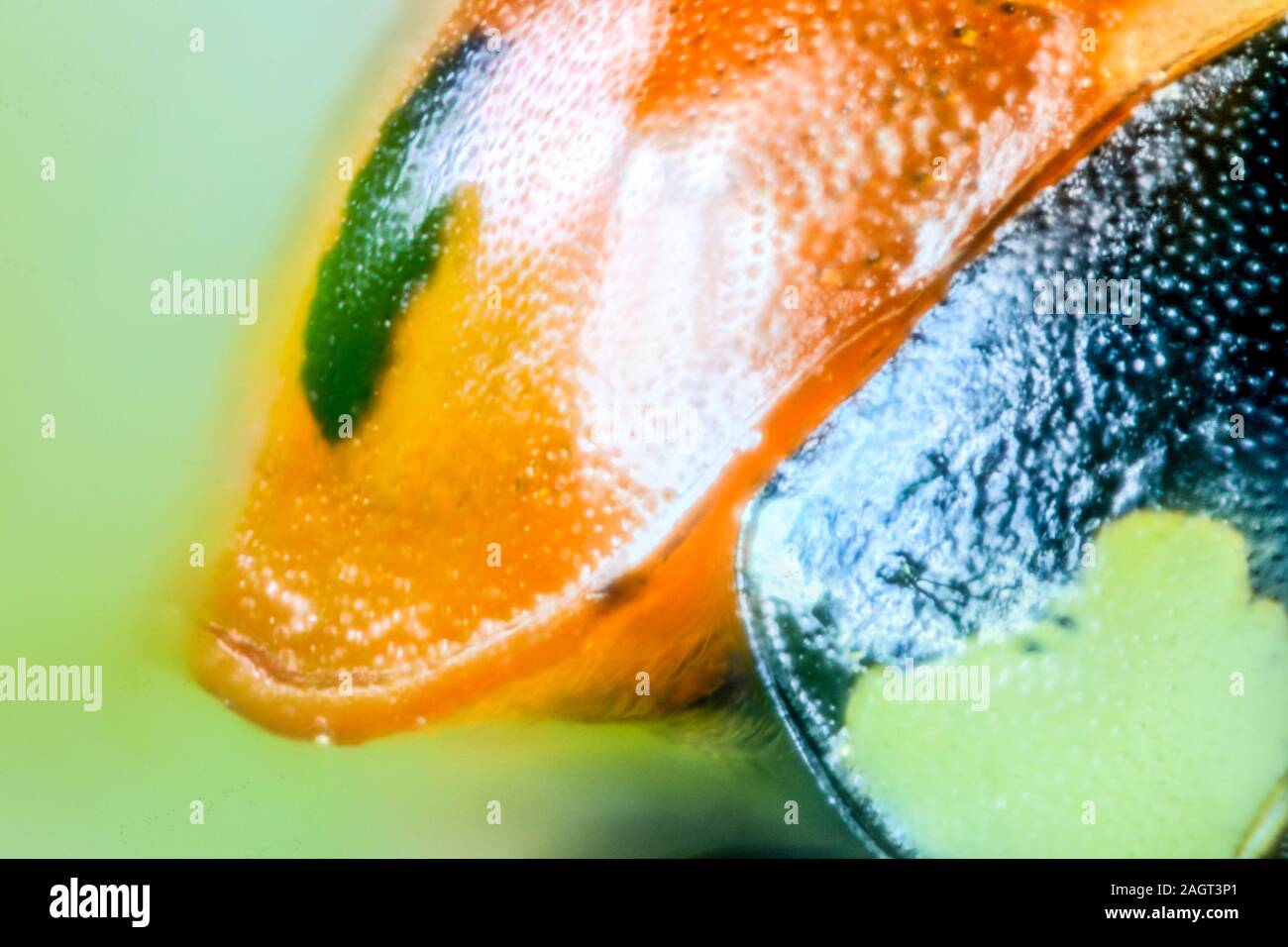 Common ladybird hi-res stock photography and images - Alamy