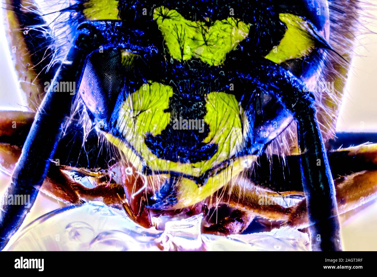 A typical and common wasp in the United Kingdom, taken very close up ...