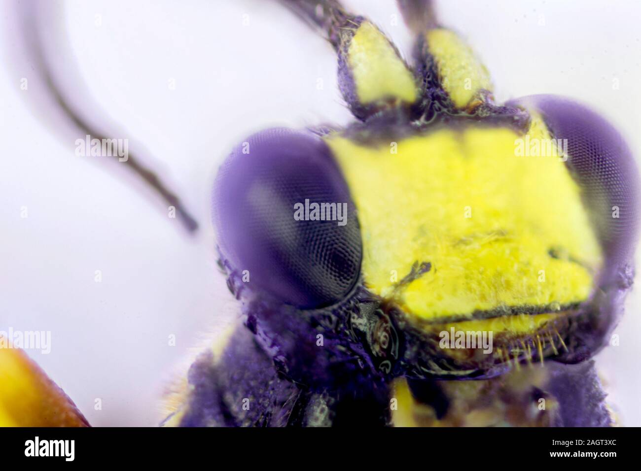 A typical and common wasp in the United Kingdom, taken very close up ...