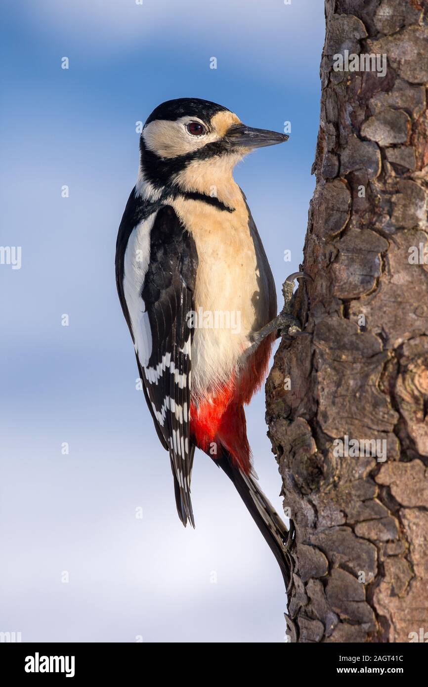Bunt spechte hi-res stock photography and images - Alamy
