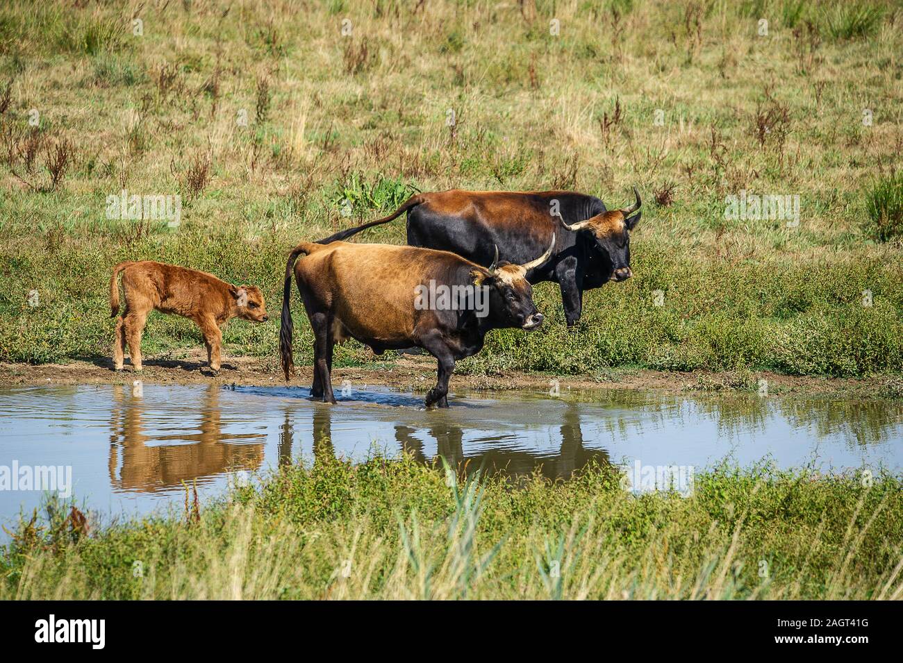 Stier mannchen hi-res stock photography and images - Alamy