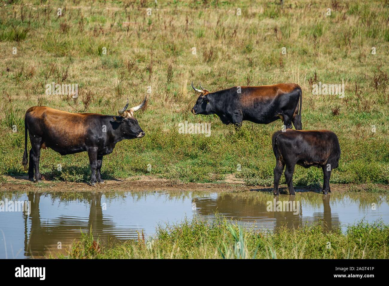 Stier mannchen hi-res stock photography and images - Alamy