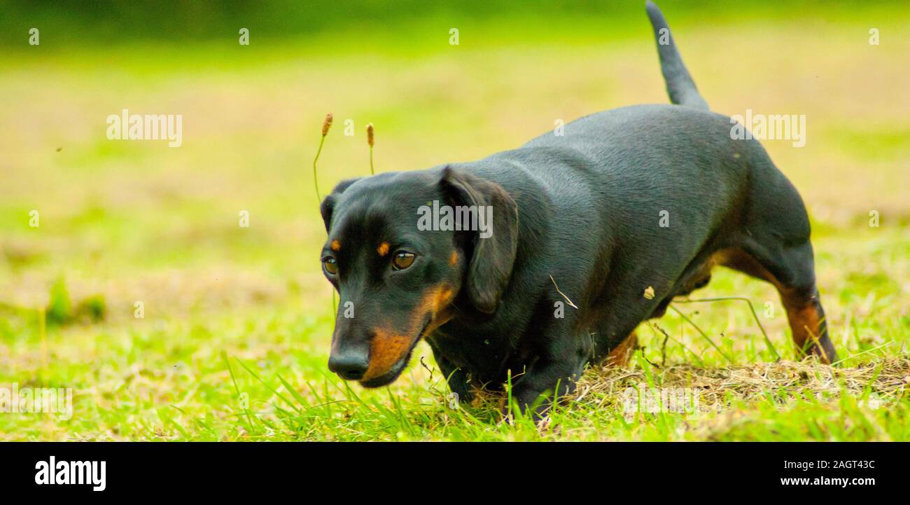 The wonderful breed of the Miniature Dachshund, dog Stock Photo - Alamy