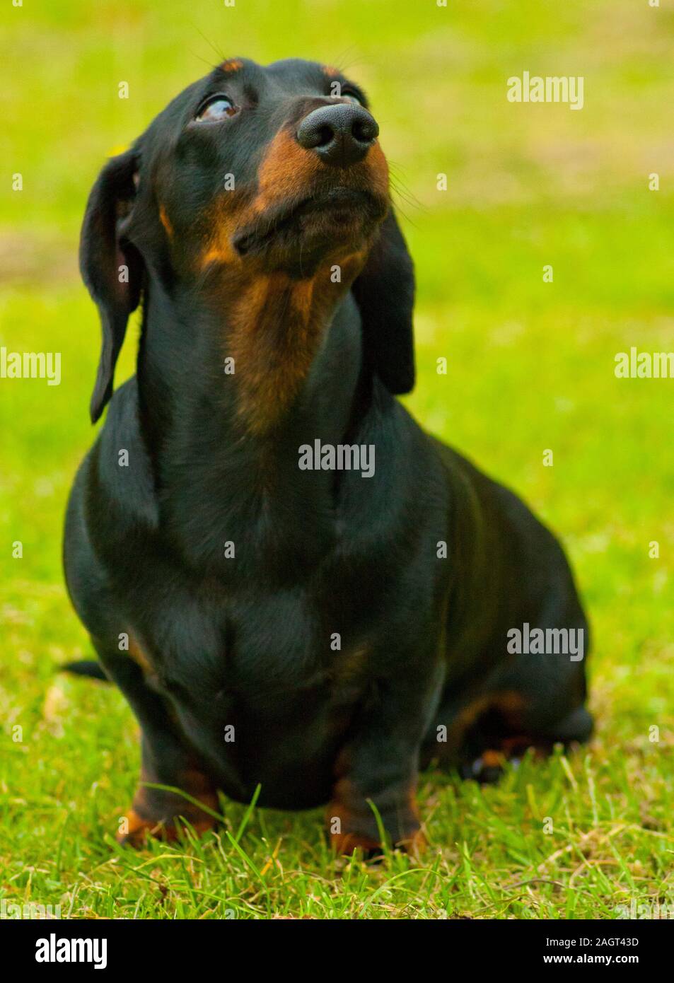 The wonderful breed of the Miniature Dachshund, dog Stock Photo - Alamy