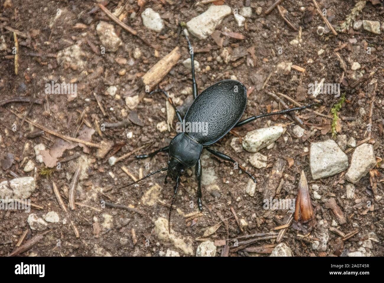Carabus coriaceus hi-res stock photography and images - Alamy
