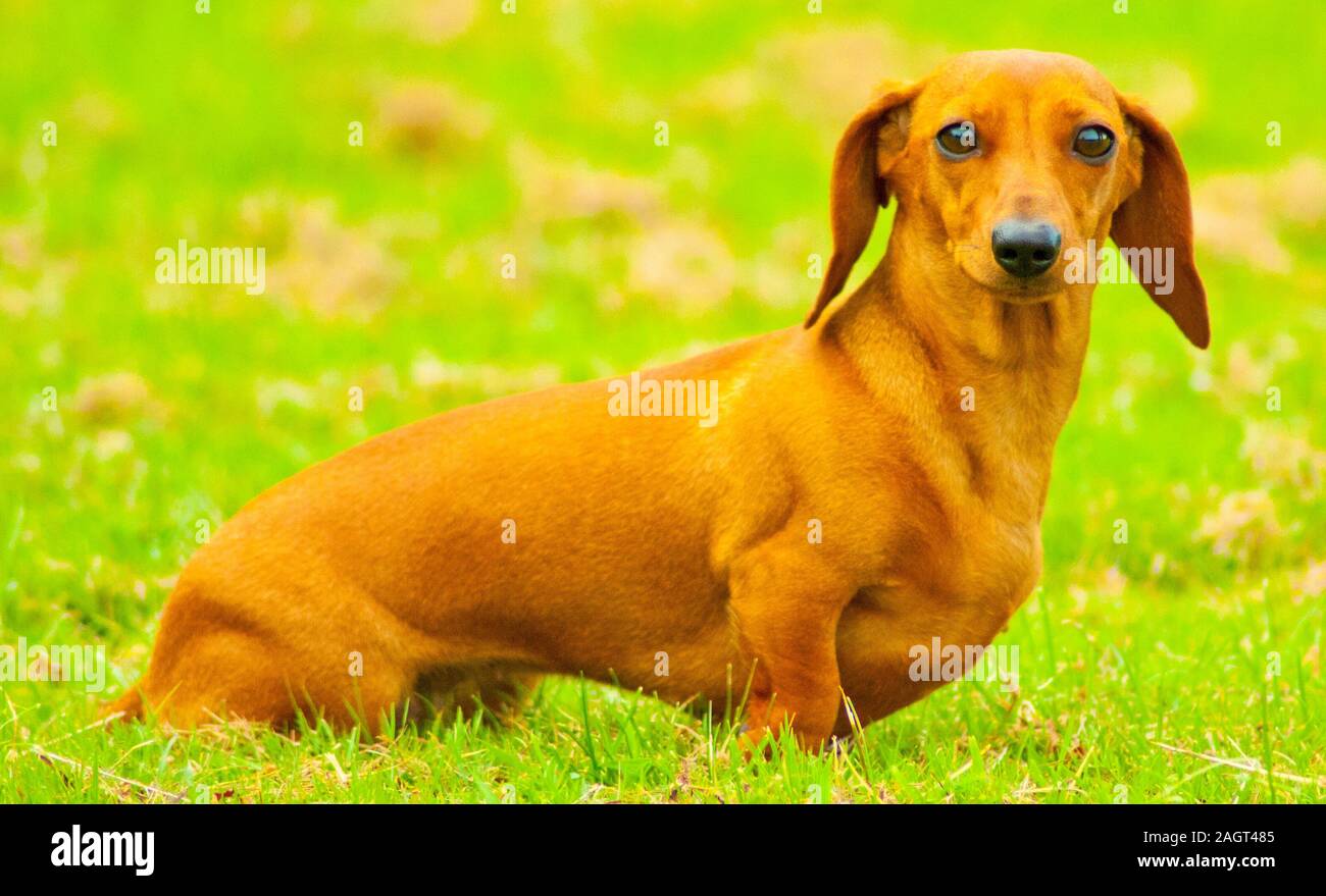 The wonderful breed of the Miniature Dachshund, dog Stock Photo - Alamy