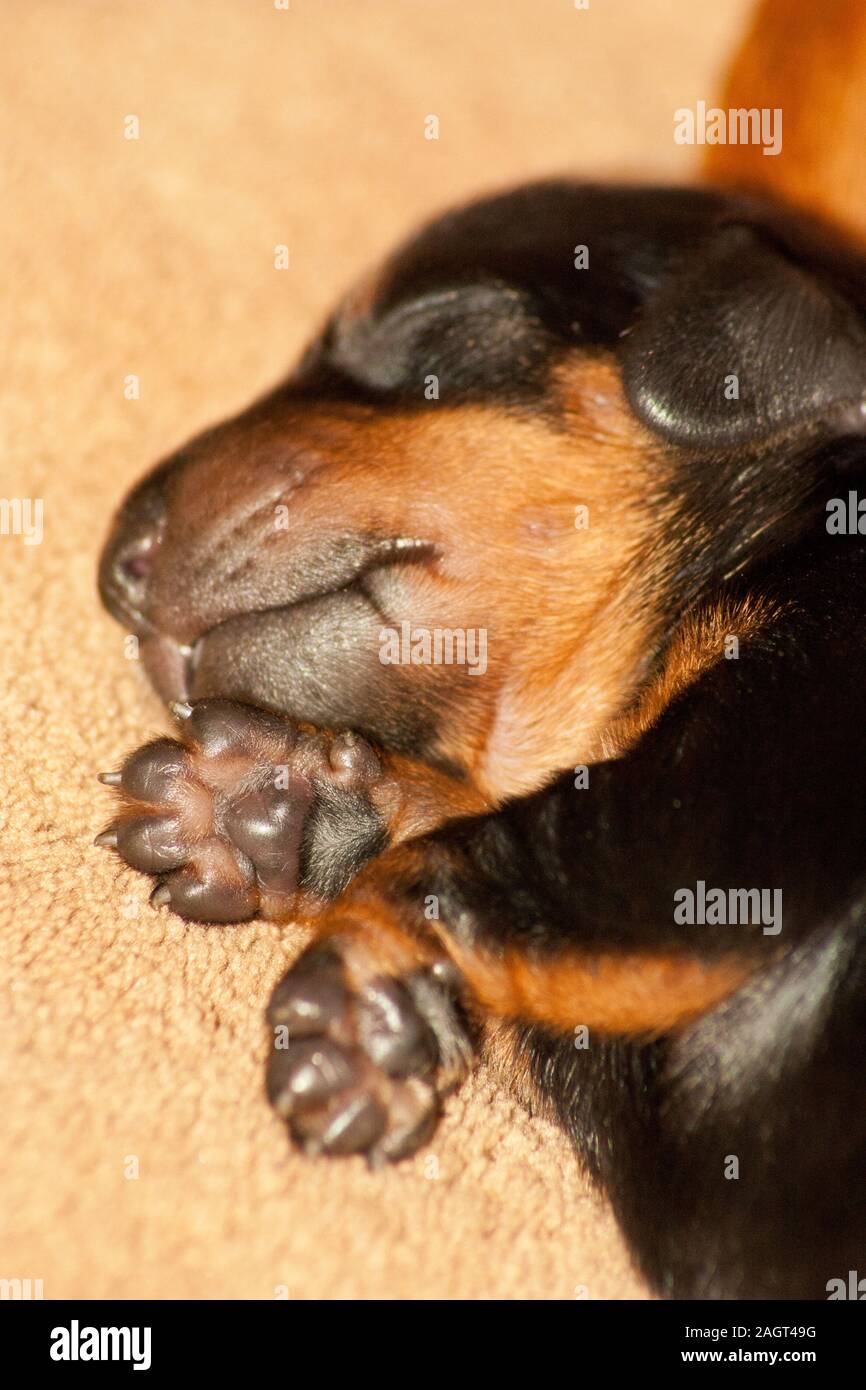 One of the most enjoyable dog breeds, the Miniature Dachshund Stock ...