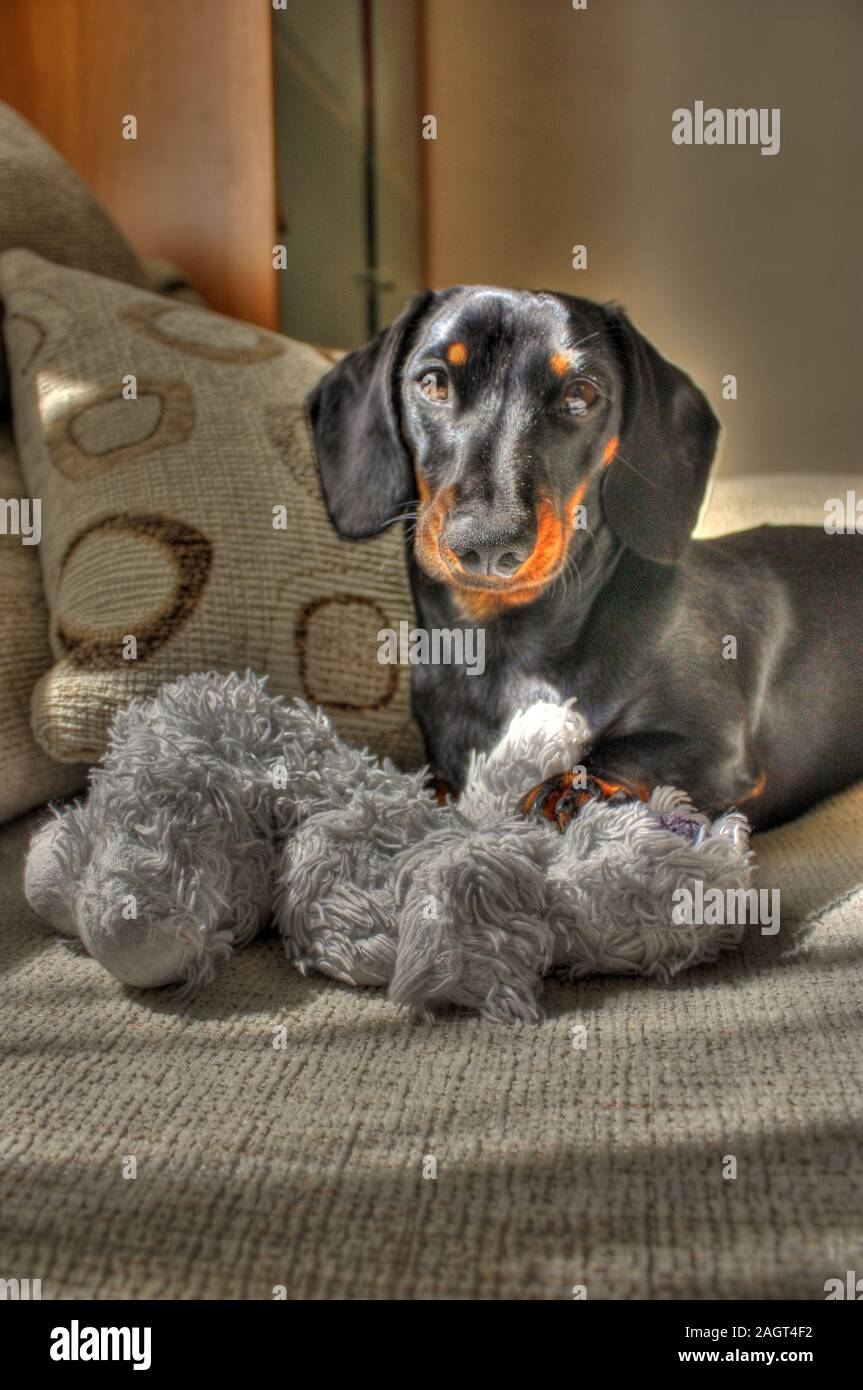 The wonderful breed of the Miniature Dachshund, dog Stock Photo - Alamy